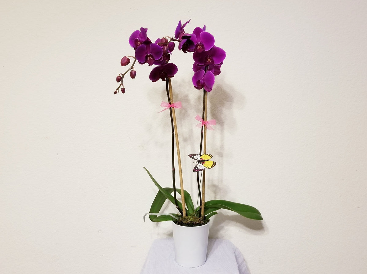 Double Stems Orchid Pink or Purple Plant in Pink/white Ceramic Pot ...
