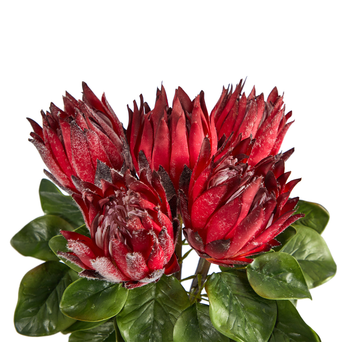 23” King Protea Artificial Arrangement In Glass Vase – LeLe Floral