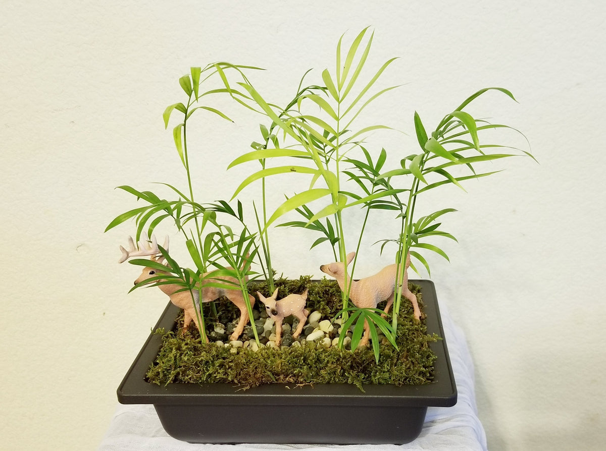 Mini Bamboo Garden (Best Air Purifying Indoor Houseplants) – LeLe Floral